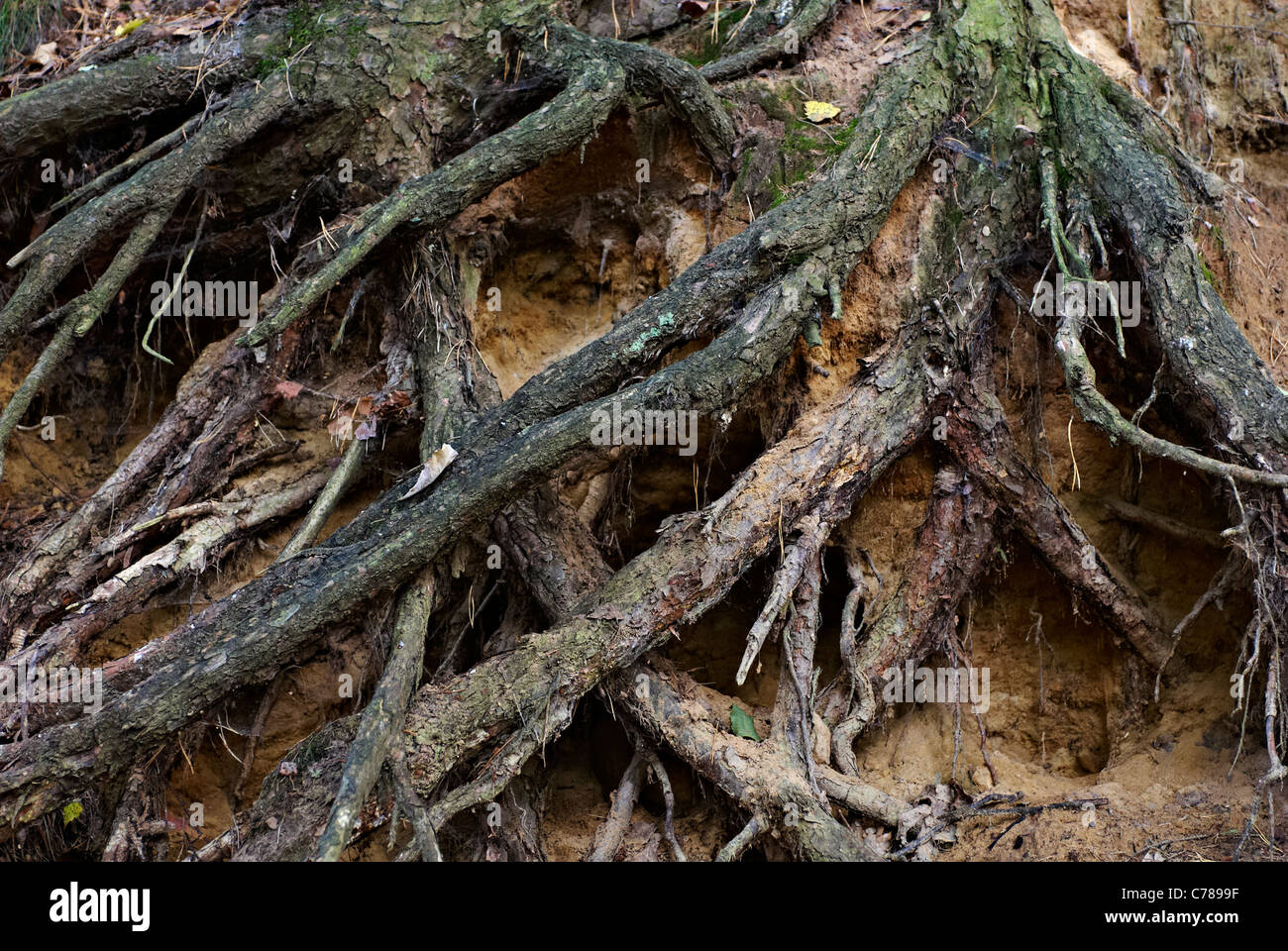 River bank tree root roots hi-res stock photography and images - Alamy