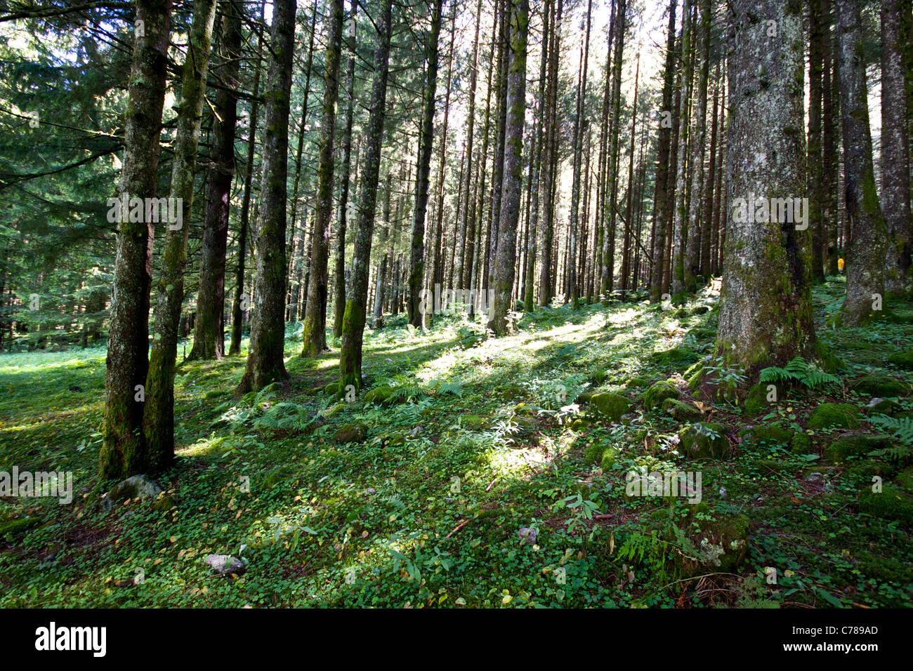 forest, seen from the bottom, plant high, secular plants, walks in ...