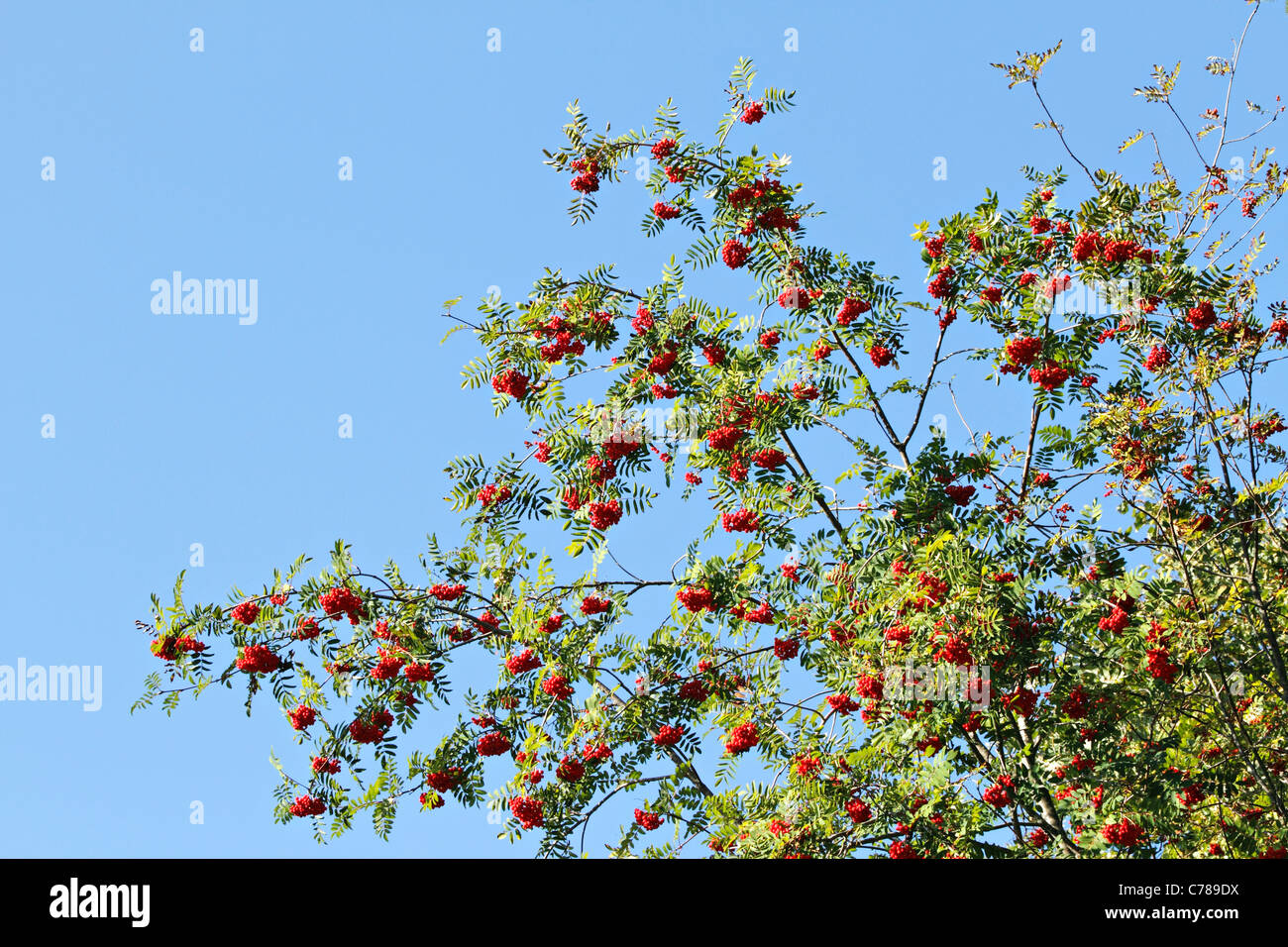 Mountain-Ash or Rowan ( Sorbus aucuparia ) tree with red berries ...