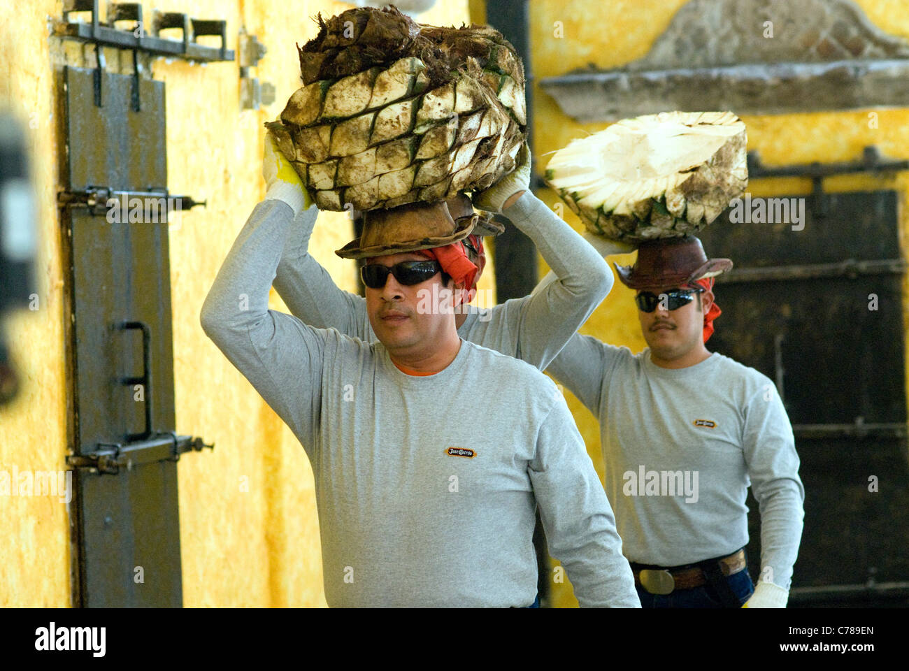 Workers carry harvested agave plant cores on their heads at the Jose ...