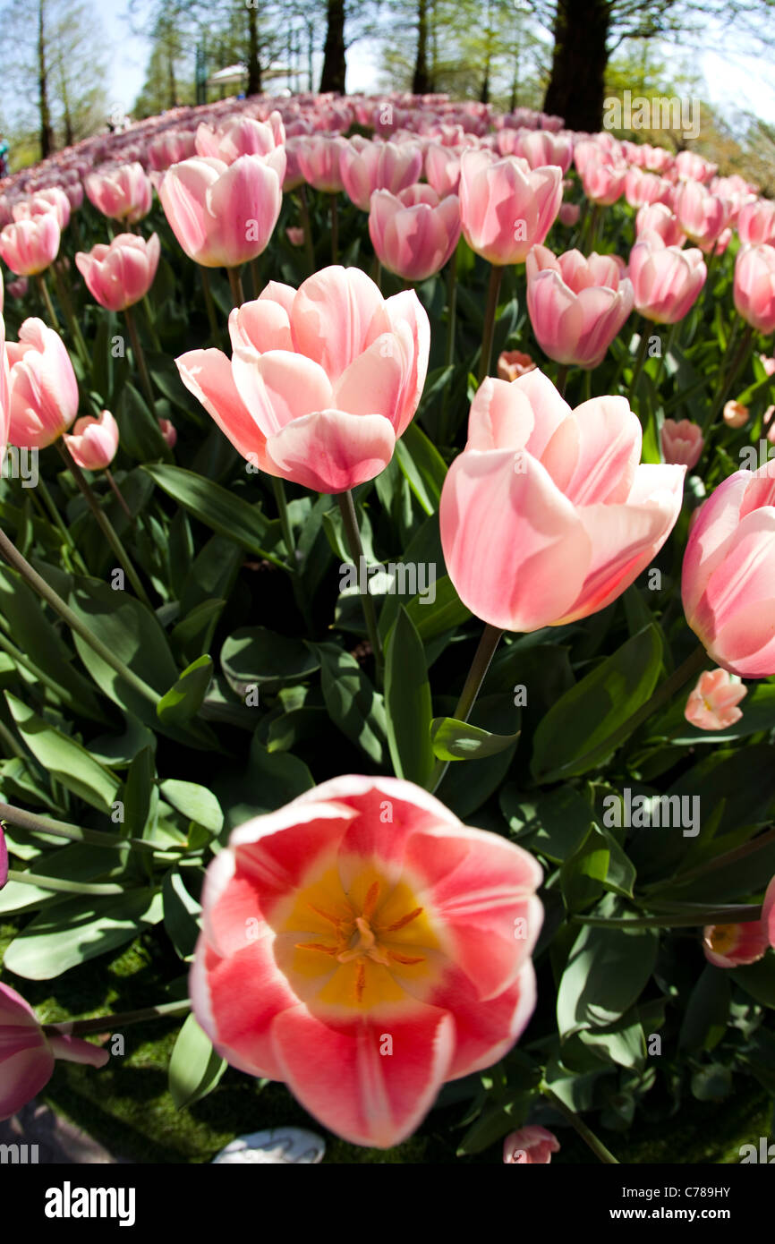 Closeup of Tulip Stock Photo - Alamy