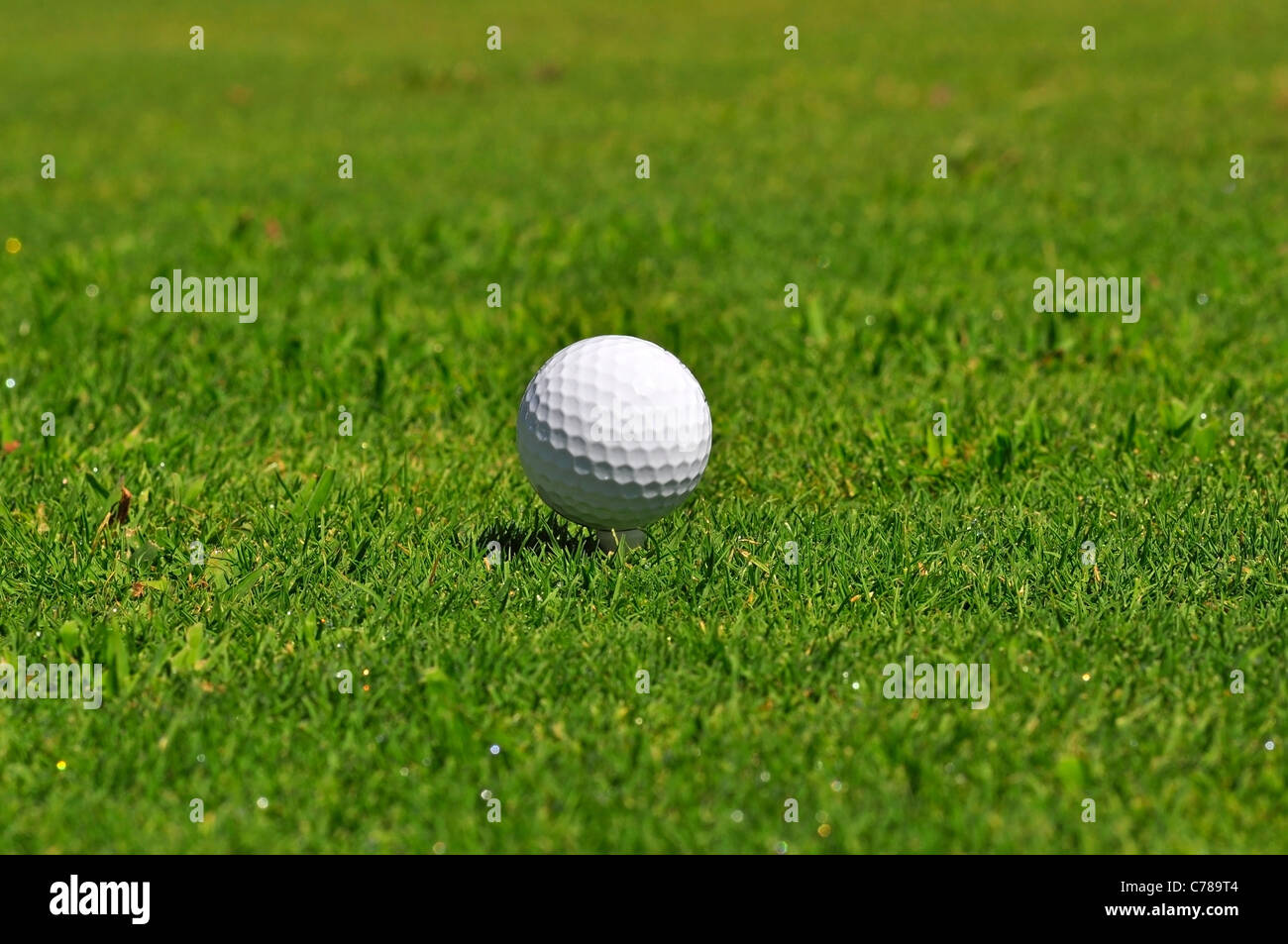 Golf ball on a real golf course green Stock Photo - Alamy
