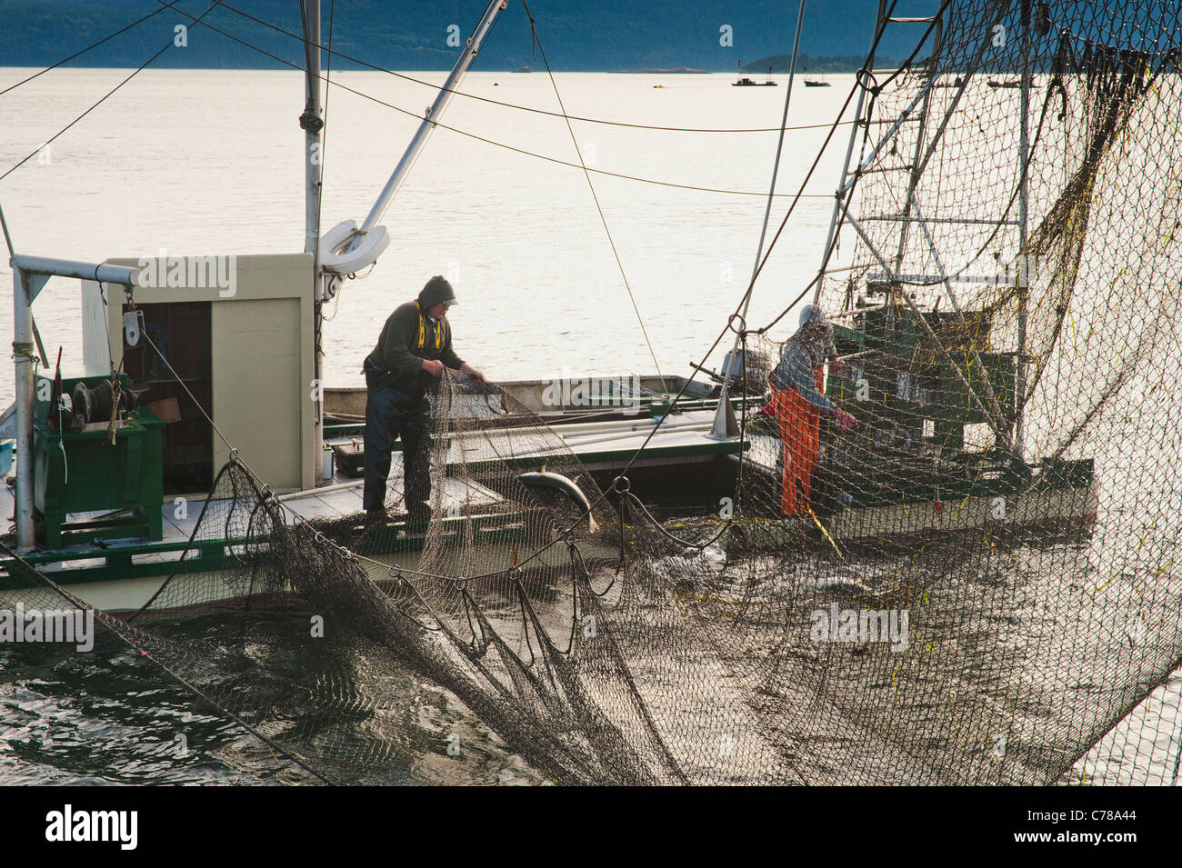 Reefnetters haul in a catch of salmon. Pacific Salmon reefnet fishing ...
