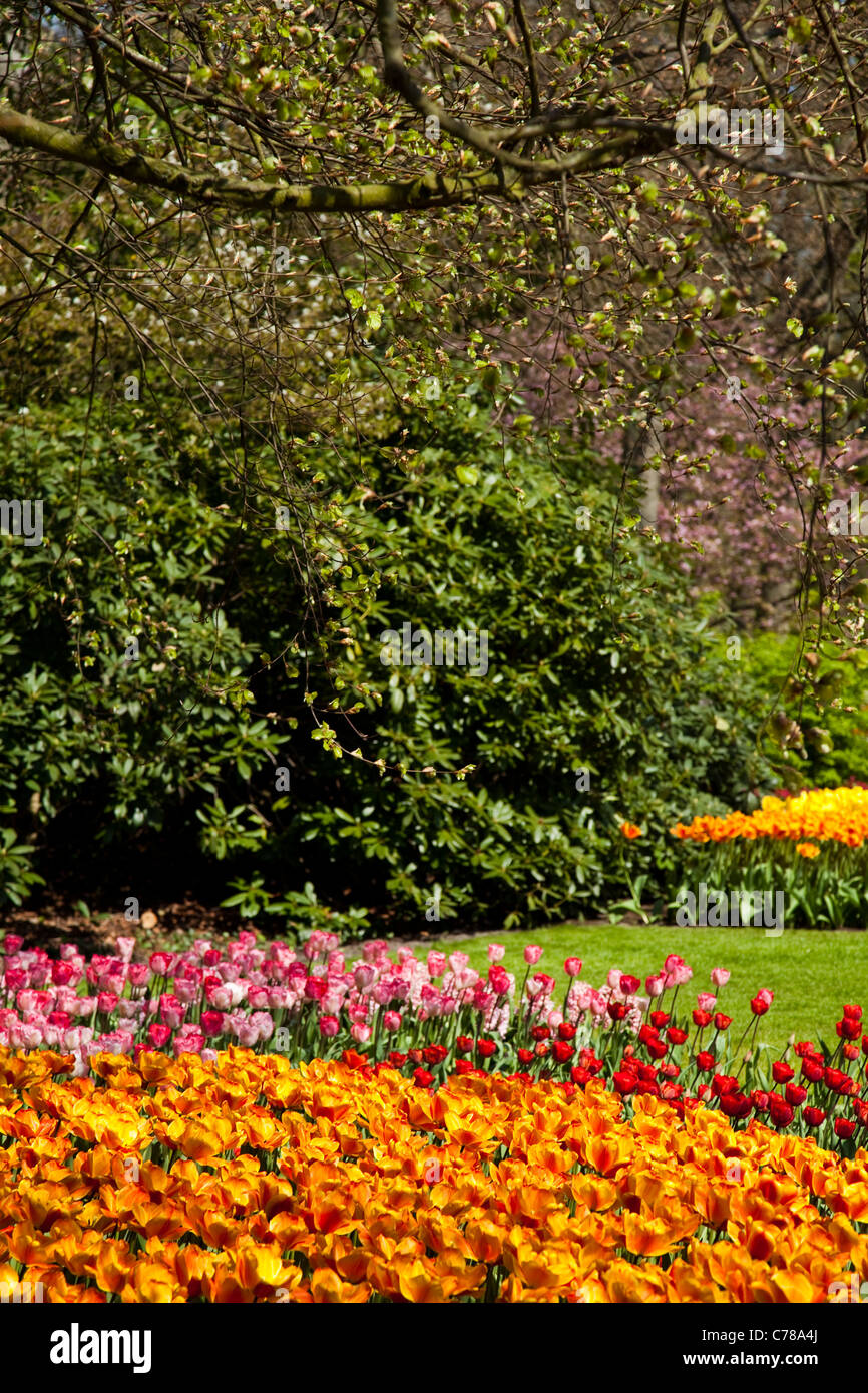 Multi colored tulips Stock Photo - Alamy