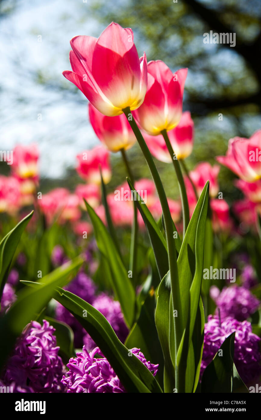 Closeup of Tulip Stock Photo - Alamy