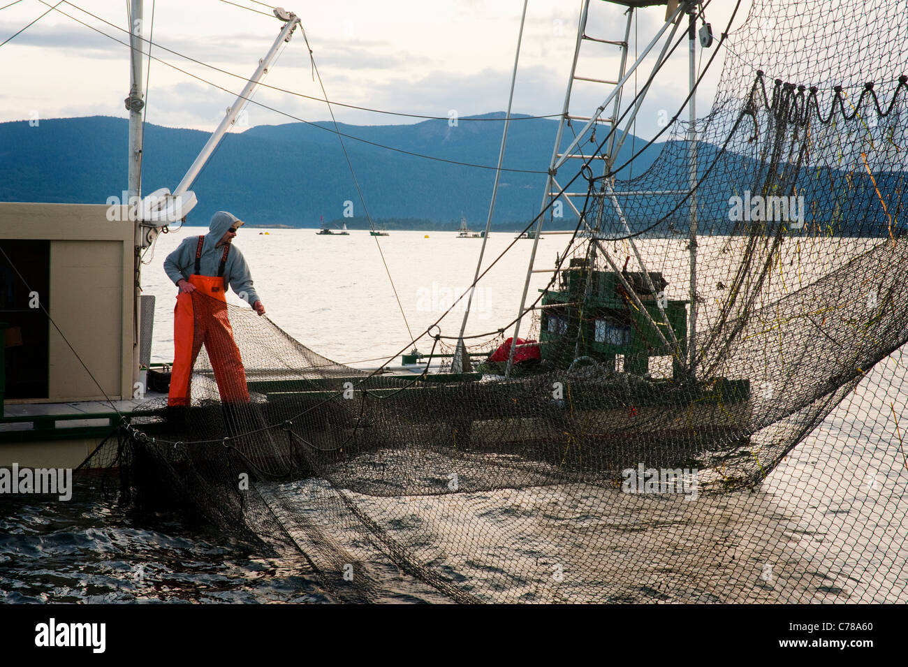 Reefnetters haul in a catch of salmon. Pacific Salmon reefnet fishing ...