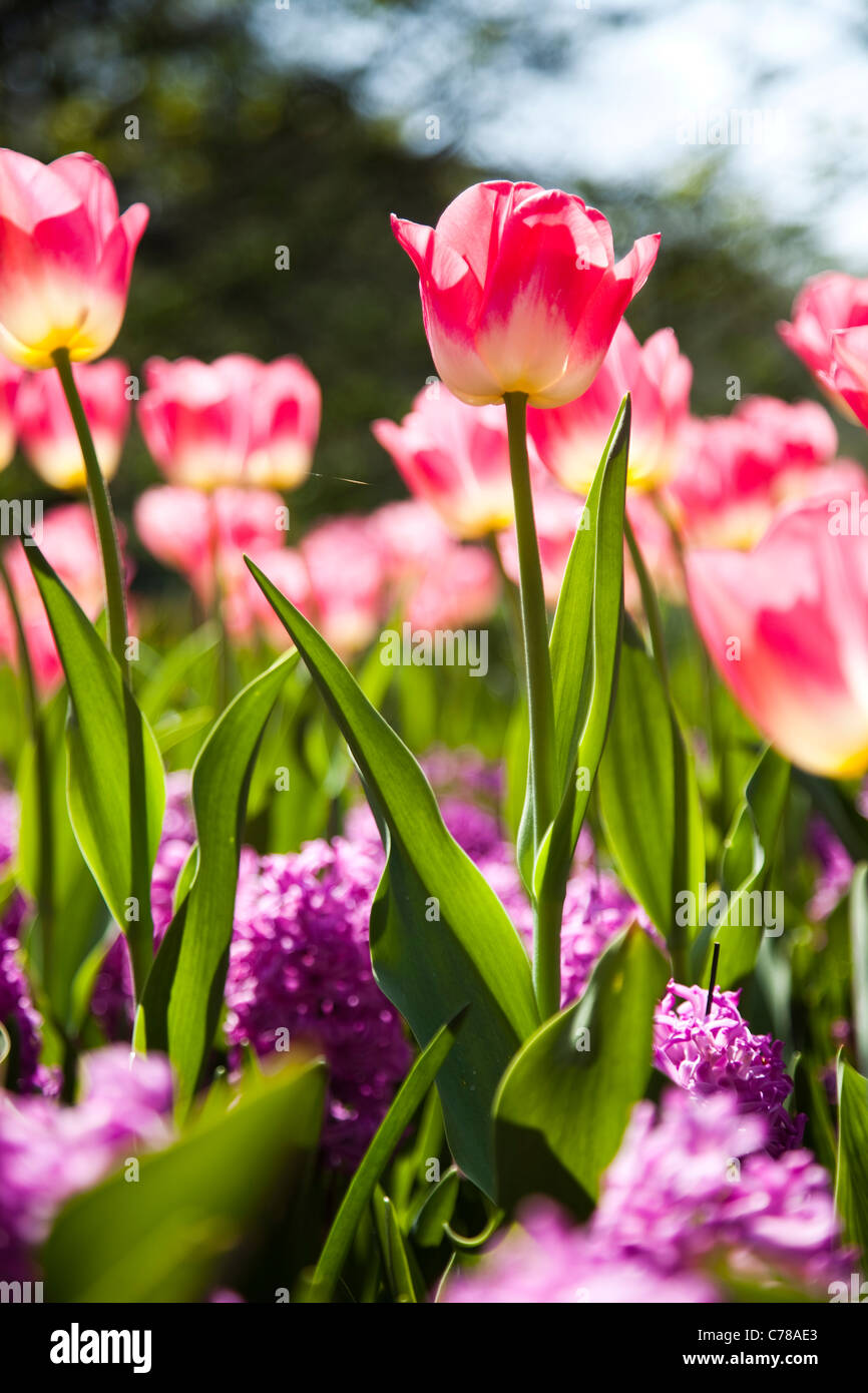 Fresh Beautiful Tulips Stock Photo - Alamy