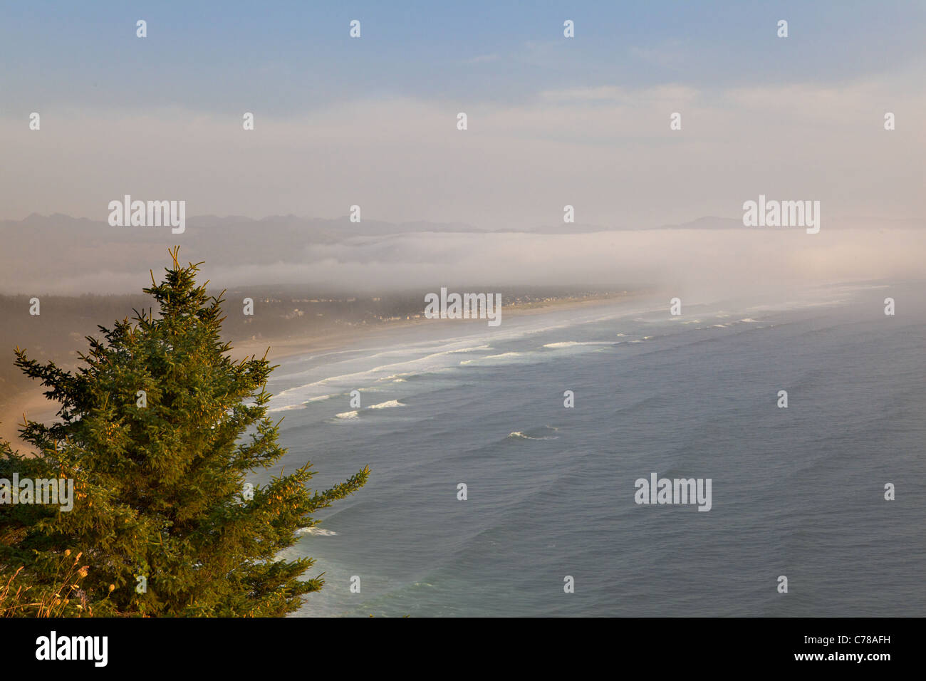 Oregon coast fog trees hi-res stock photography and images - Alamy