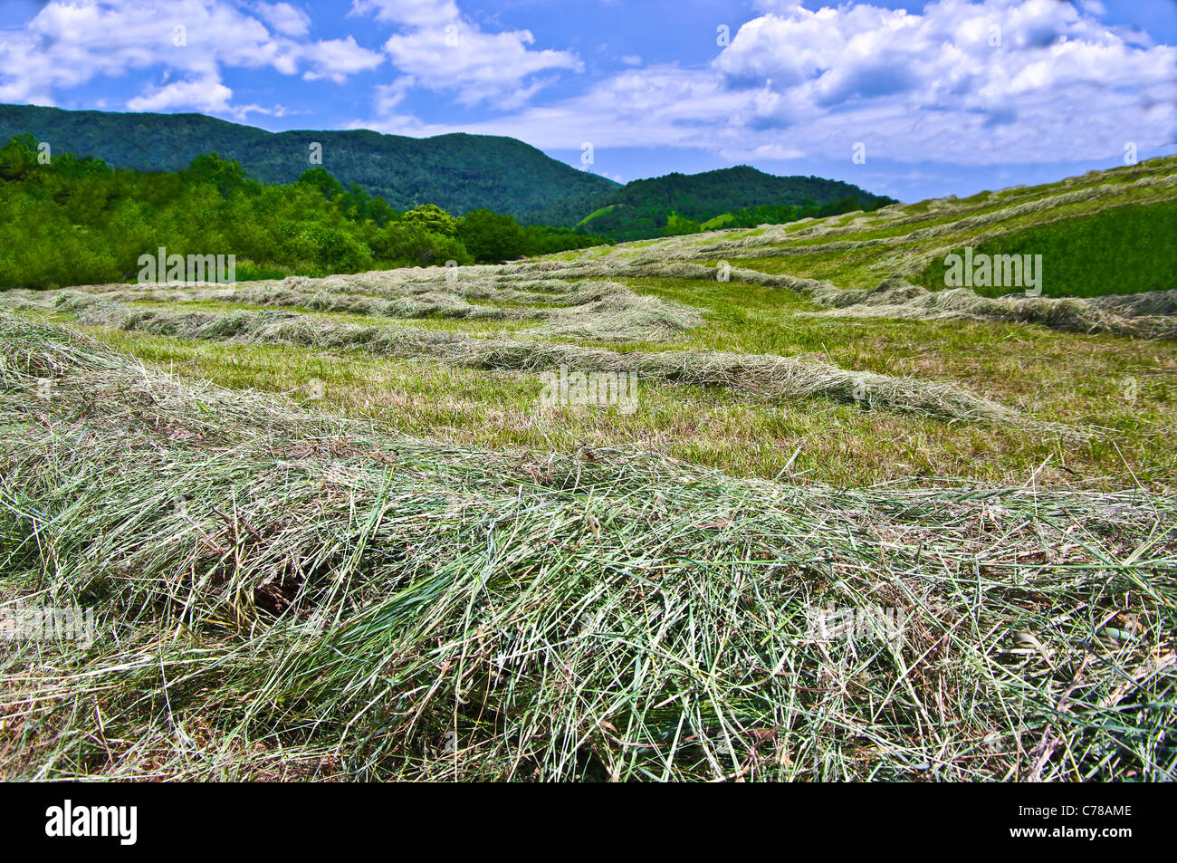 New Mown Hay: Rows of cut hay follow the contours of a hillside in ...