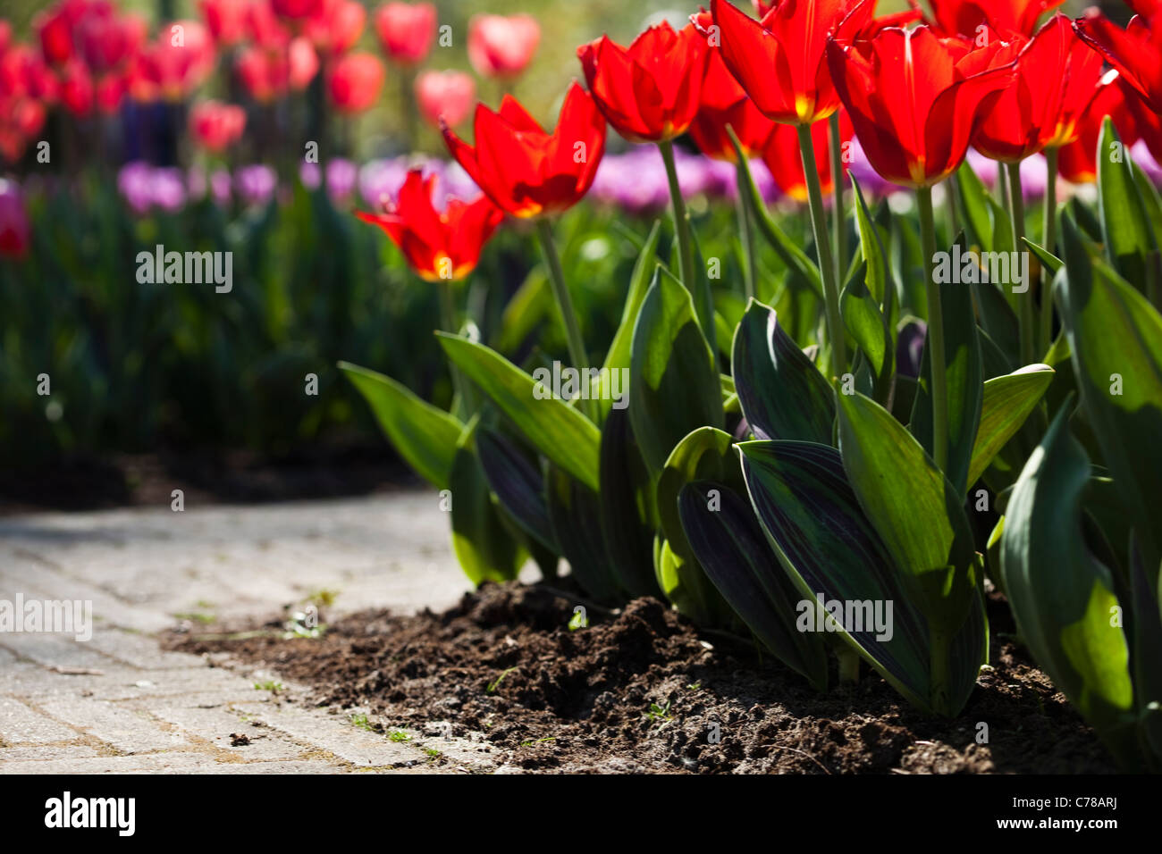 Beautiful spring tulip Stock Photo - Alamy