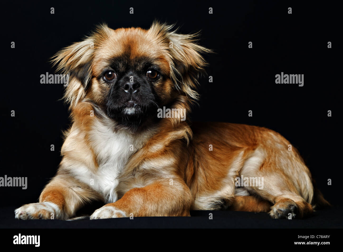Adult Pekingese In Sitting Position Close Up Studio Isolated Shot Stock ...