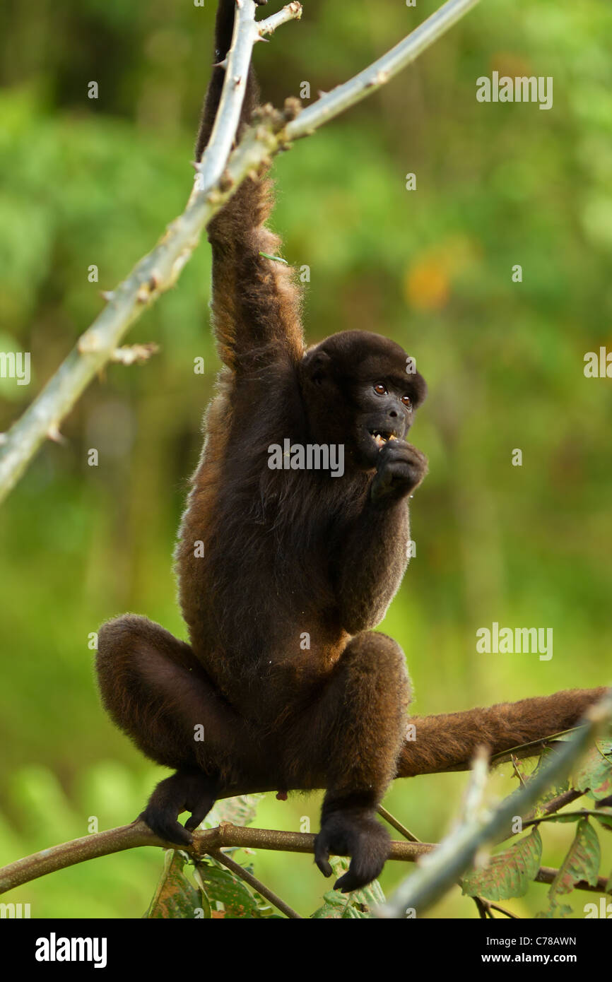 Chorongo Woolly Monkey Hang In A Tree In Ecuadorian Jungle Stock Photo ...