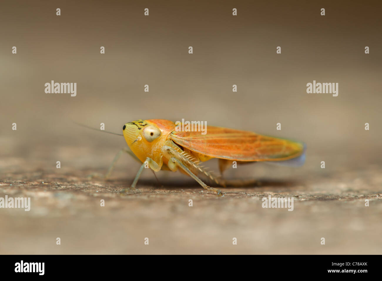 Orange Variety Of Grasshopper The Suborder Caelifera In The Order ...