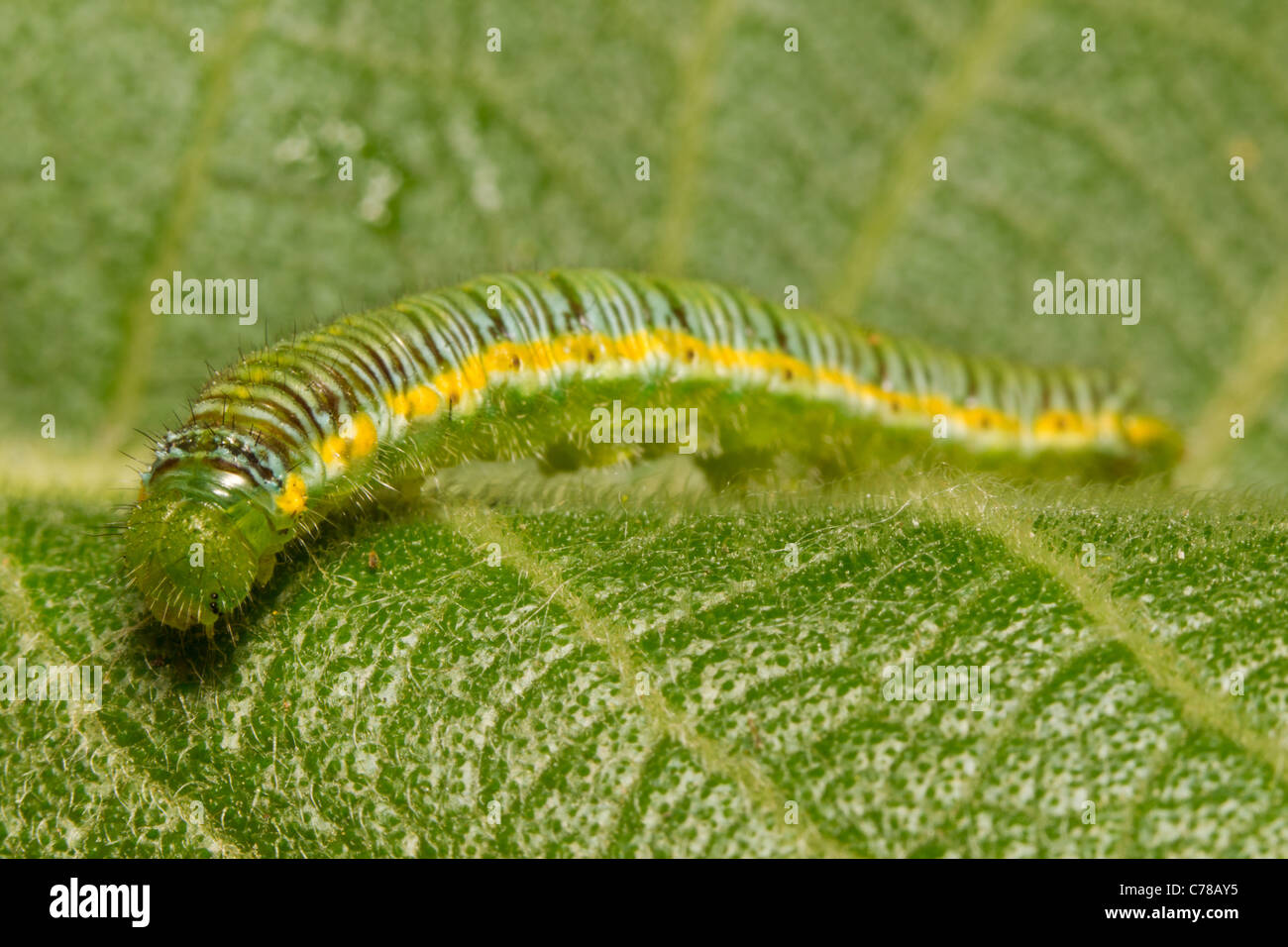 Very Small Caterpillar On Leaf About 1Cm Long Larvae Of A Butterfly ...