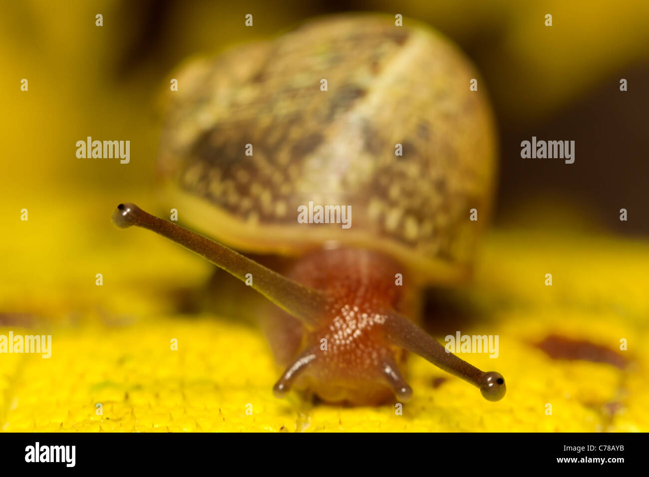 Common yellow conch hi-res stock photography and images - Alamy