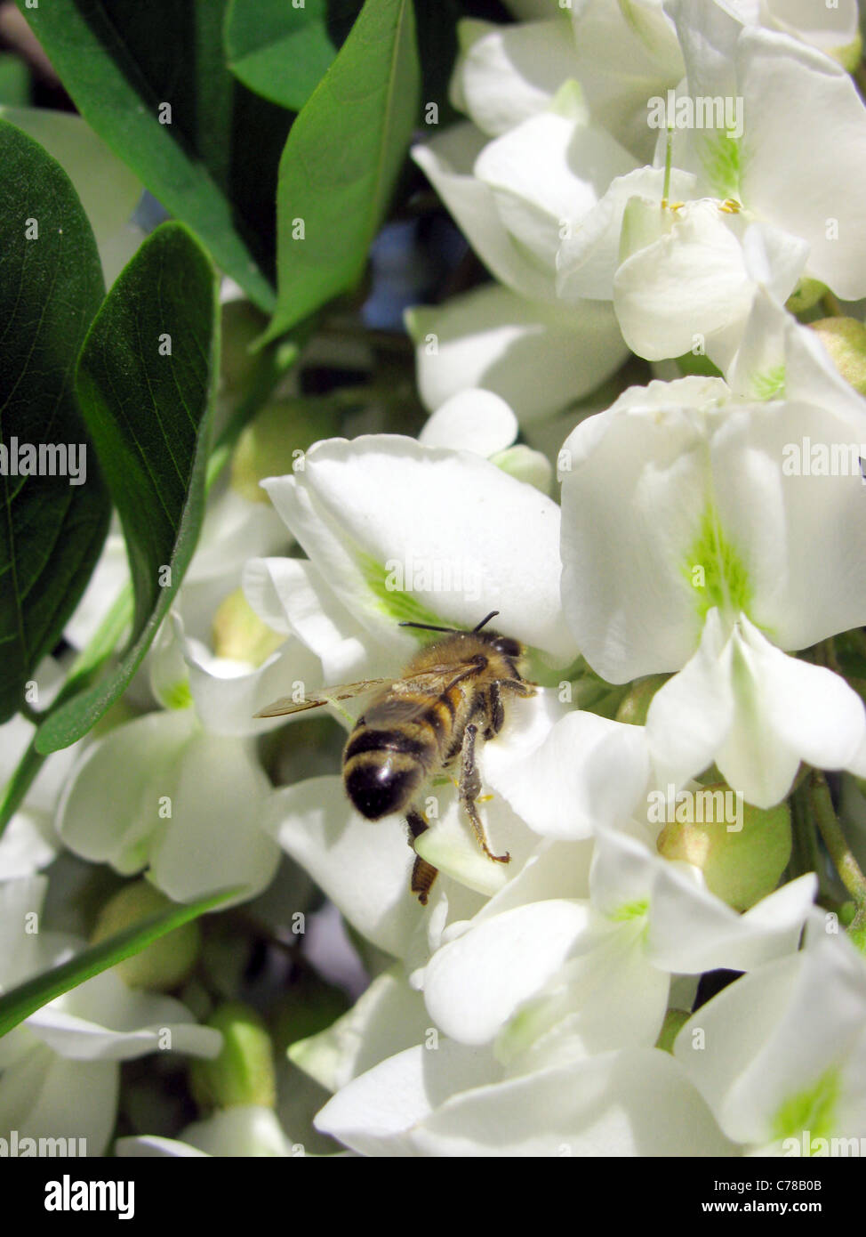 Acacia white flowers hi-res stock photography and images - Alamy