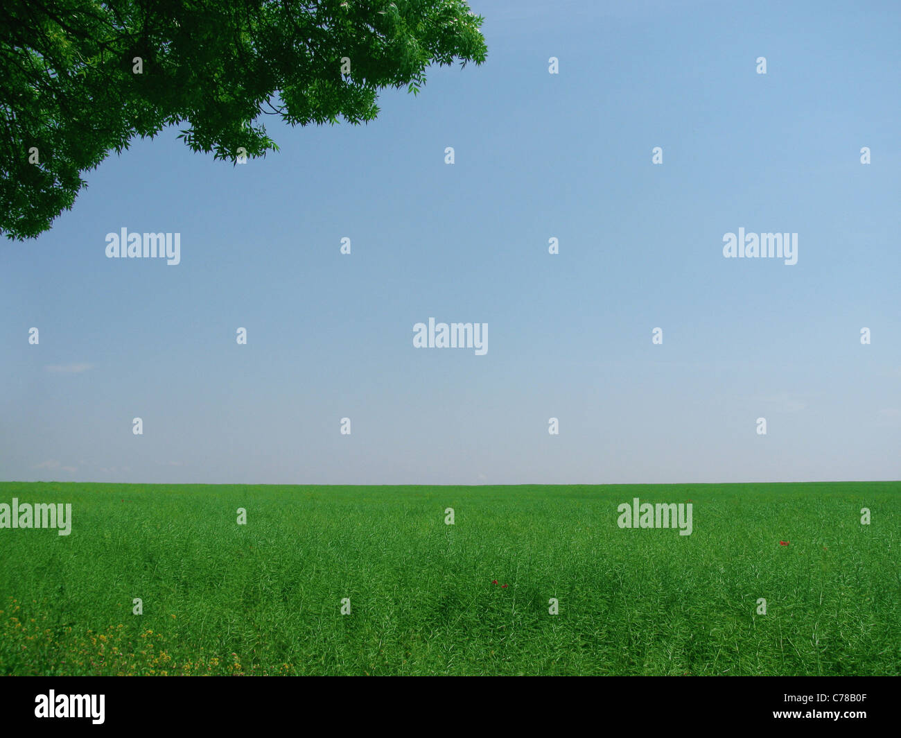 landscape with field and tree Stock Photo - Alamy