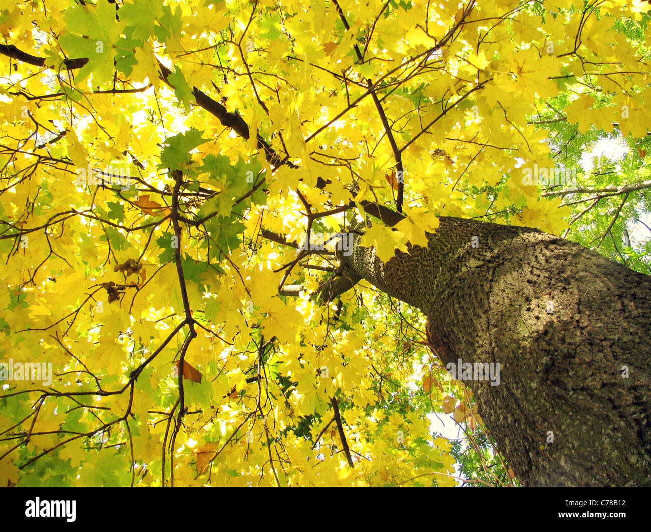 maple tree at autumn Stock Photo - Alamy