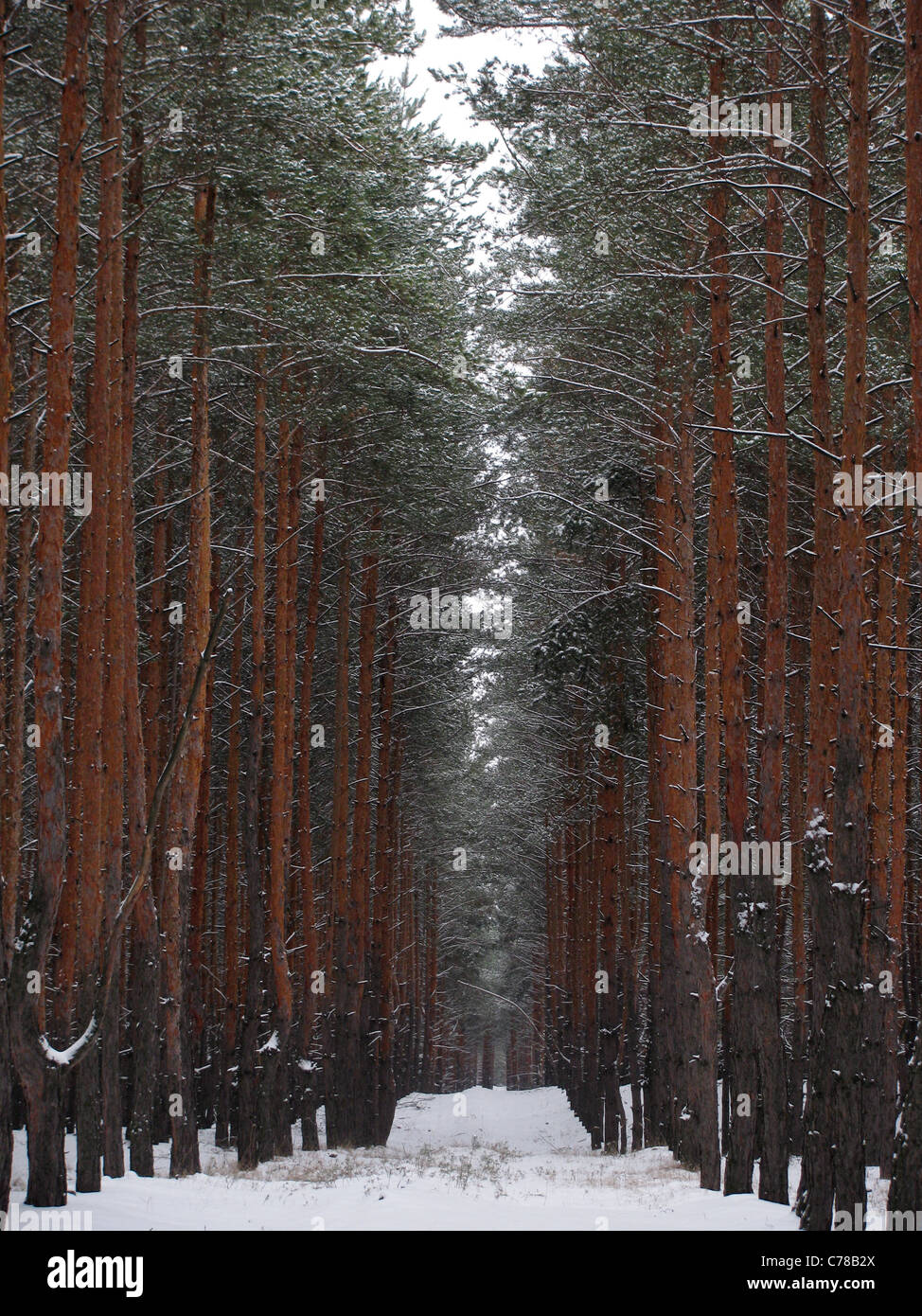 Russian winter forest hi-res stock photography and images - Alamy
