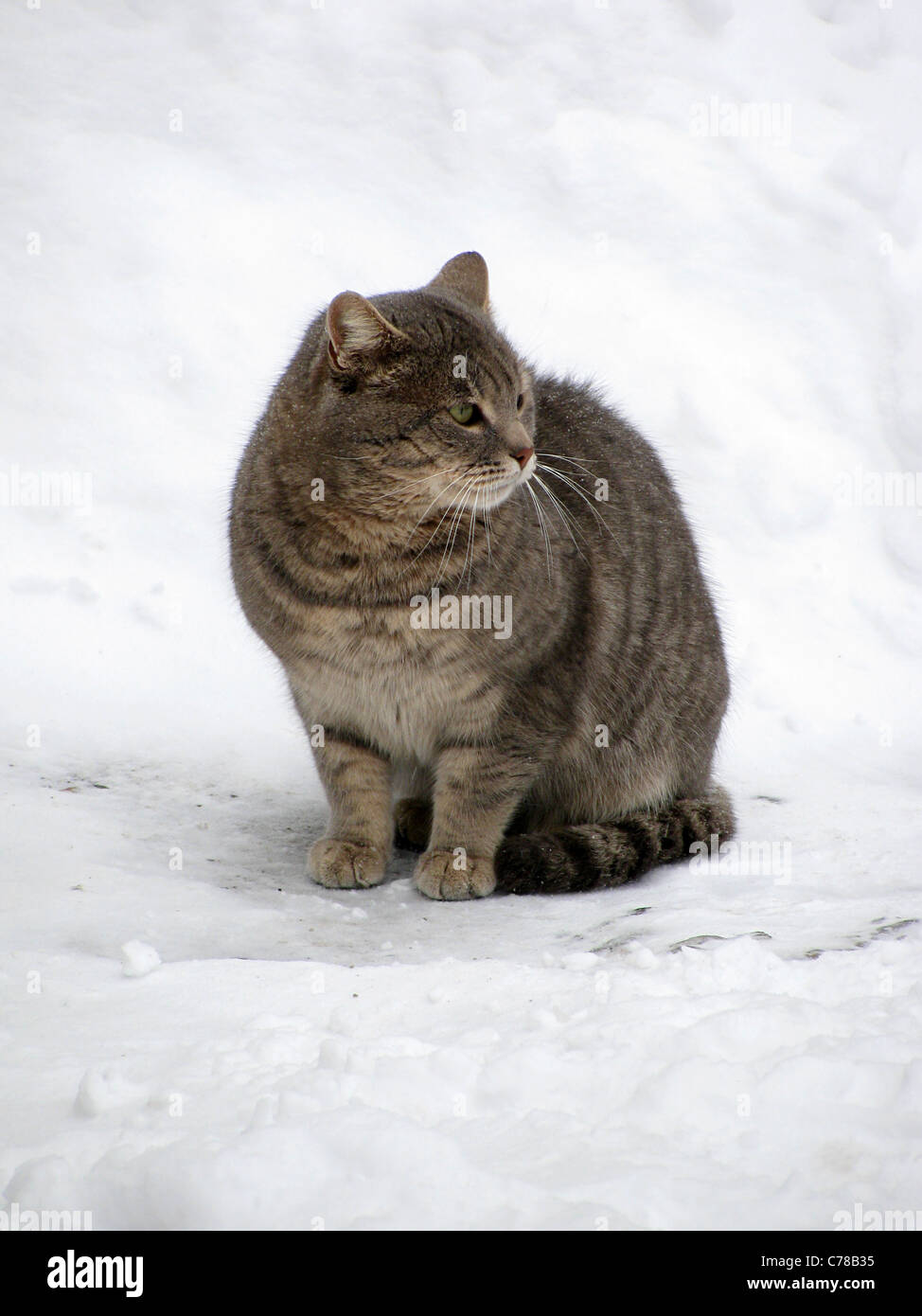 Cat snowfall hi-res stock photography and images - Alamy