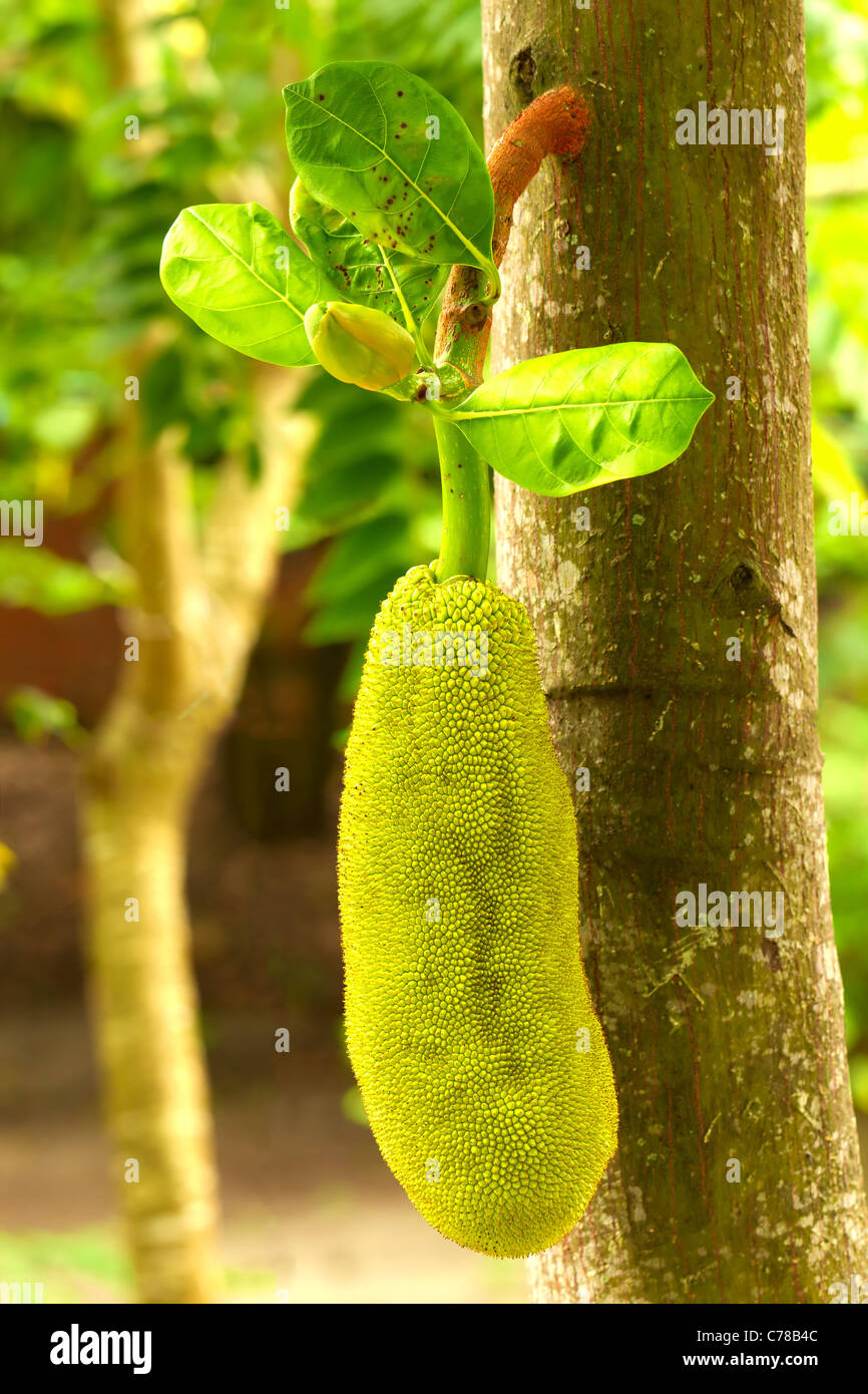 BREAD TREE IN SOUTH AMERICA Stock Photo - Alamy