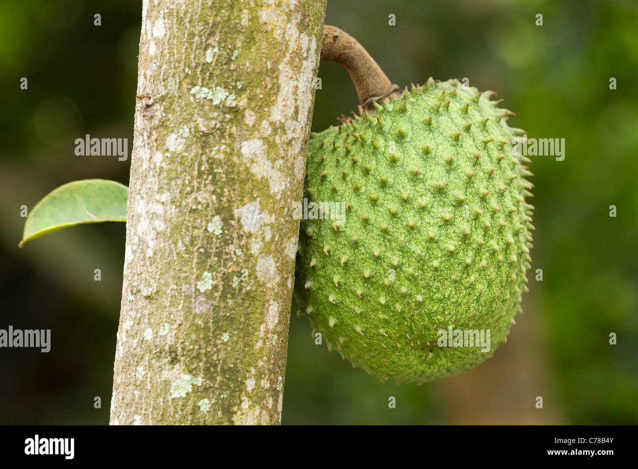 Guanabana fruit hi-res stock photography and images - Alamy