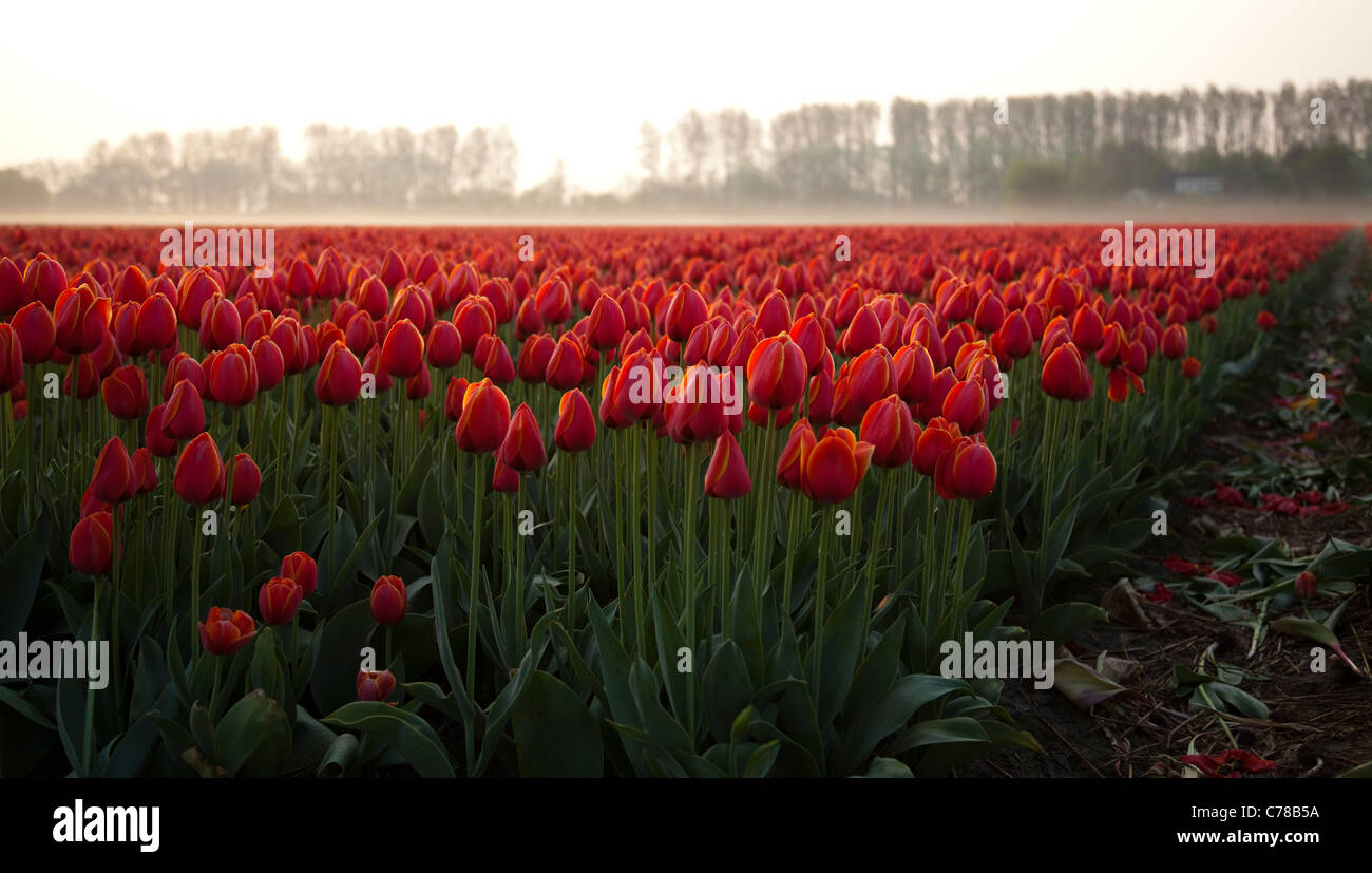 Red tulips background Stock Photo - Alamy