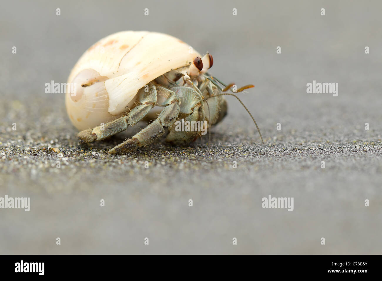 VERY SMALL MOLLUSK CRAB CAMOUFLAGED IN THE SAND WAITING FOR PREY Stock ...