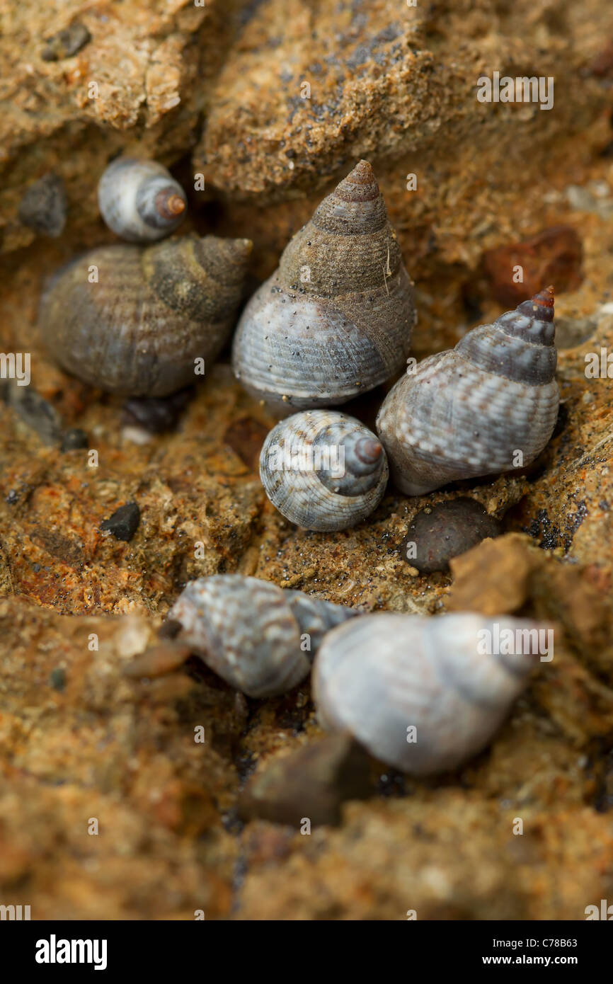 GROUP OF SHELLFISH Stock Photo - Alamy
