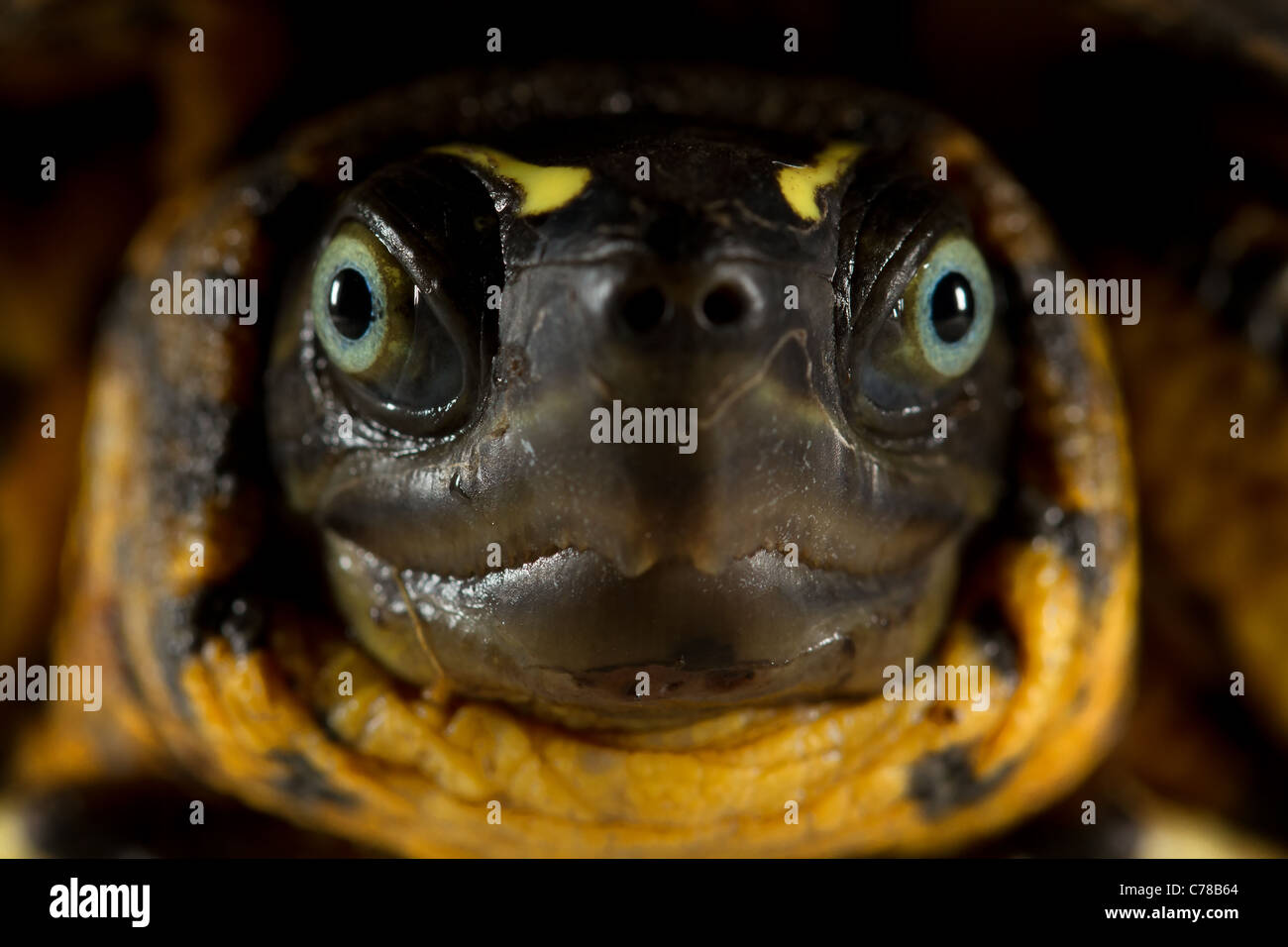 Yellow turtle hi-res stock photography and images - Alamy