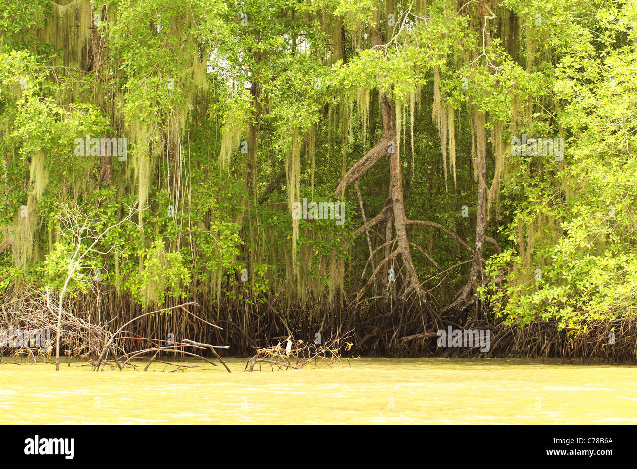 Tall Mangrove Plant From The Order Of Bruguiera Gymnorrhiza In A Bright ...