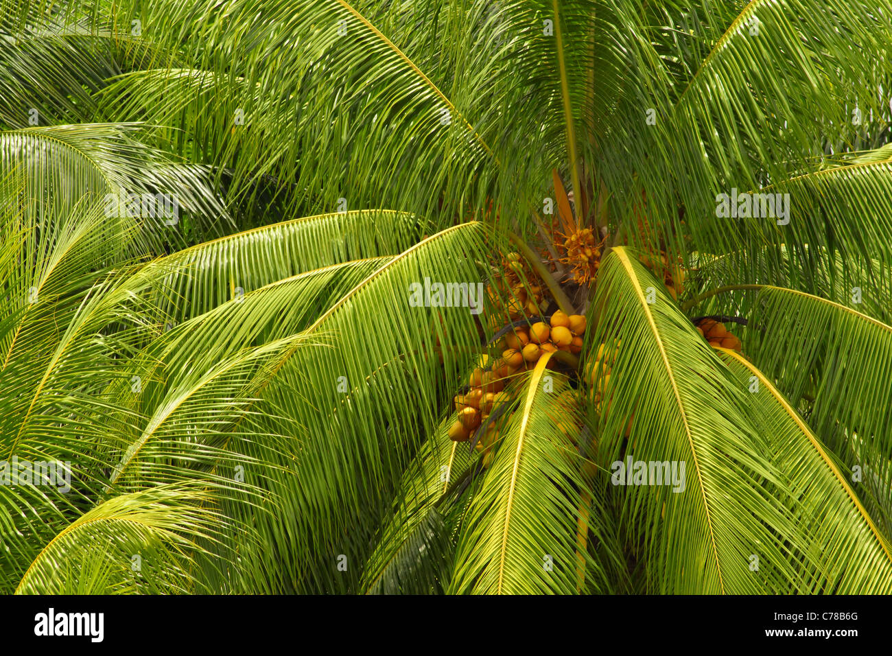 Large Coconut Tree With Ripped Fruits And Huge Branches Stock Photo - Alamy