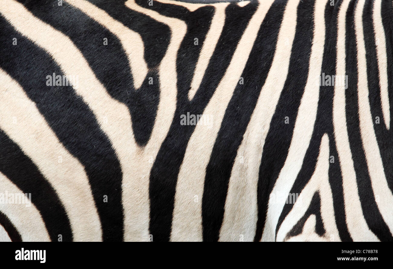 Zebra skin texture hi-res stock photography and images - Alamy