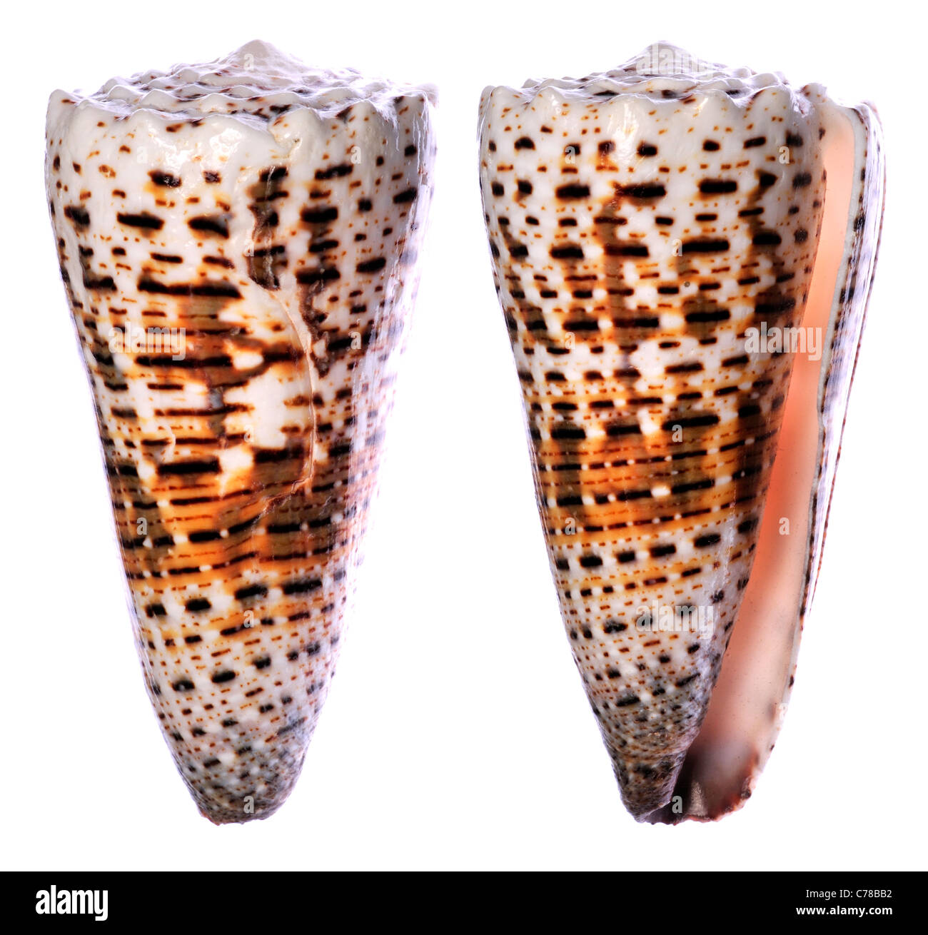 Imperial Cone shell (Conus imperialis) c7cm. Phillipines Stock Photo ...