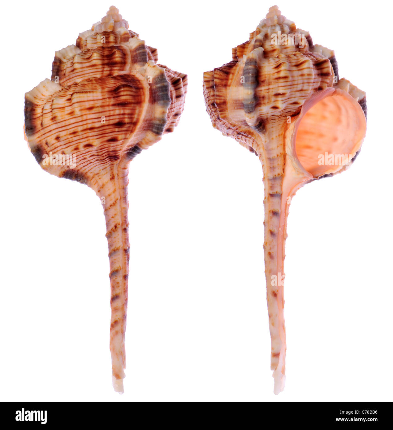 Snipe's Bill Murex (Haustellum haustellum) c12cm. Phillipines Stock ...