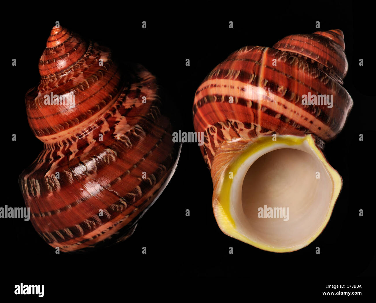 Tapestry Turban / Turbo (Turbo petholatus) c6cm. Region: Indo-Pacific ...