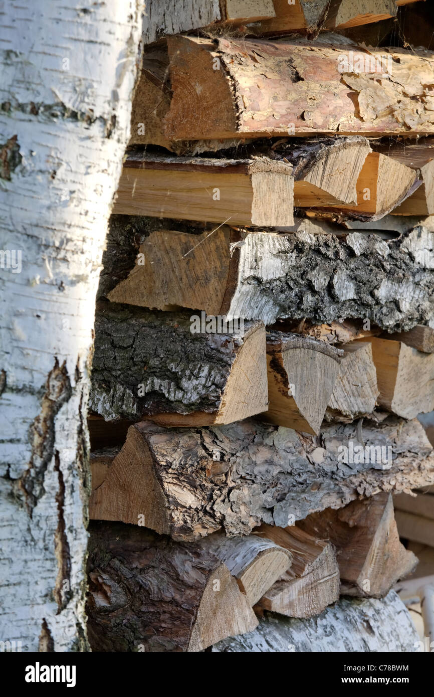 Birch firewood stacked next to birch tree lighted with morning sun in a ...