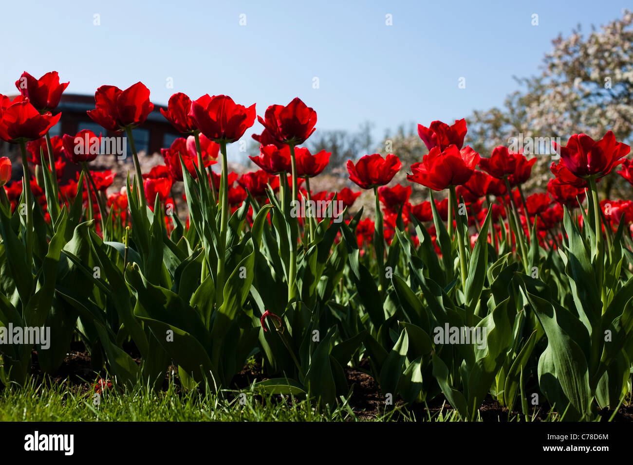 Red tulips background Stock Photo - Alamy