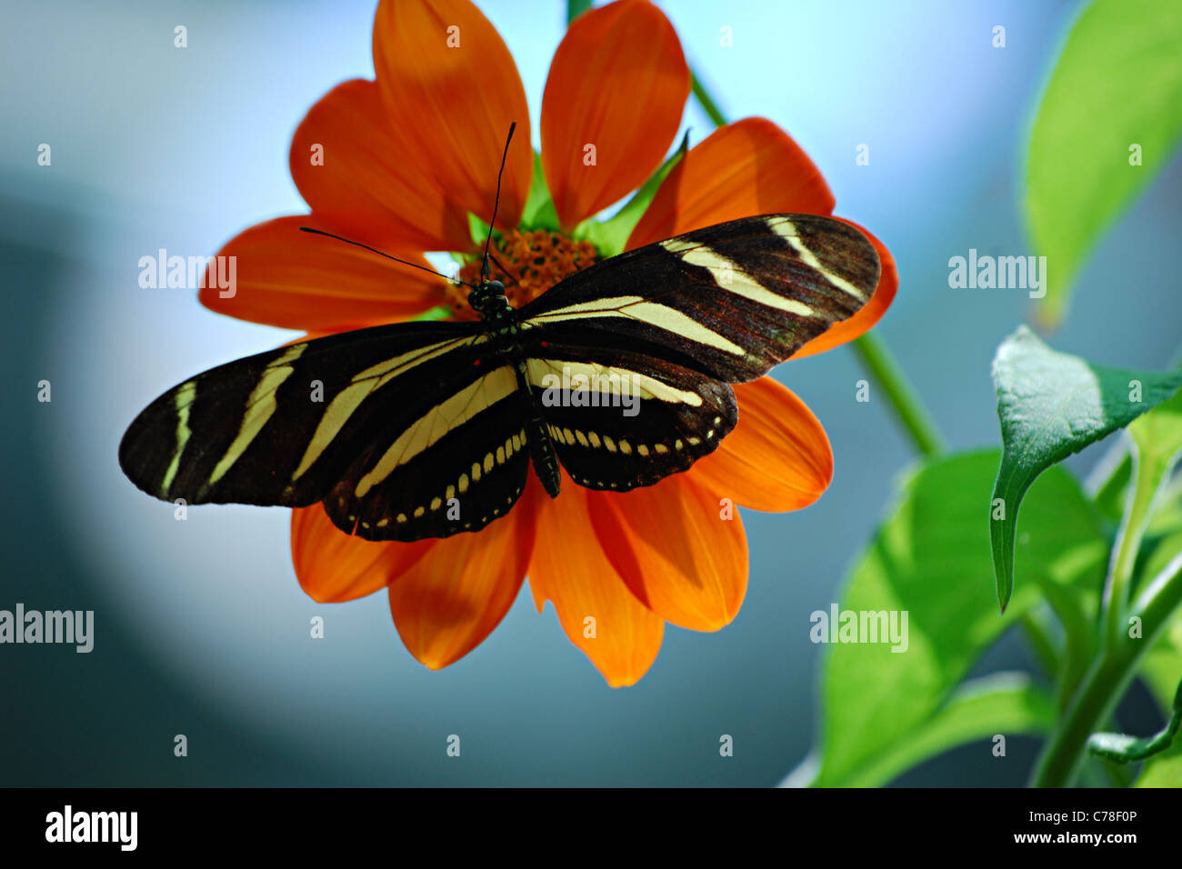 Zebra Longwing Butterfly, Academy of Sciences, Golden Gate Park, San ...