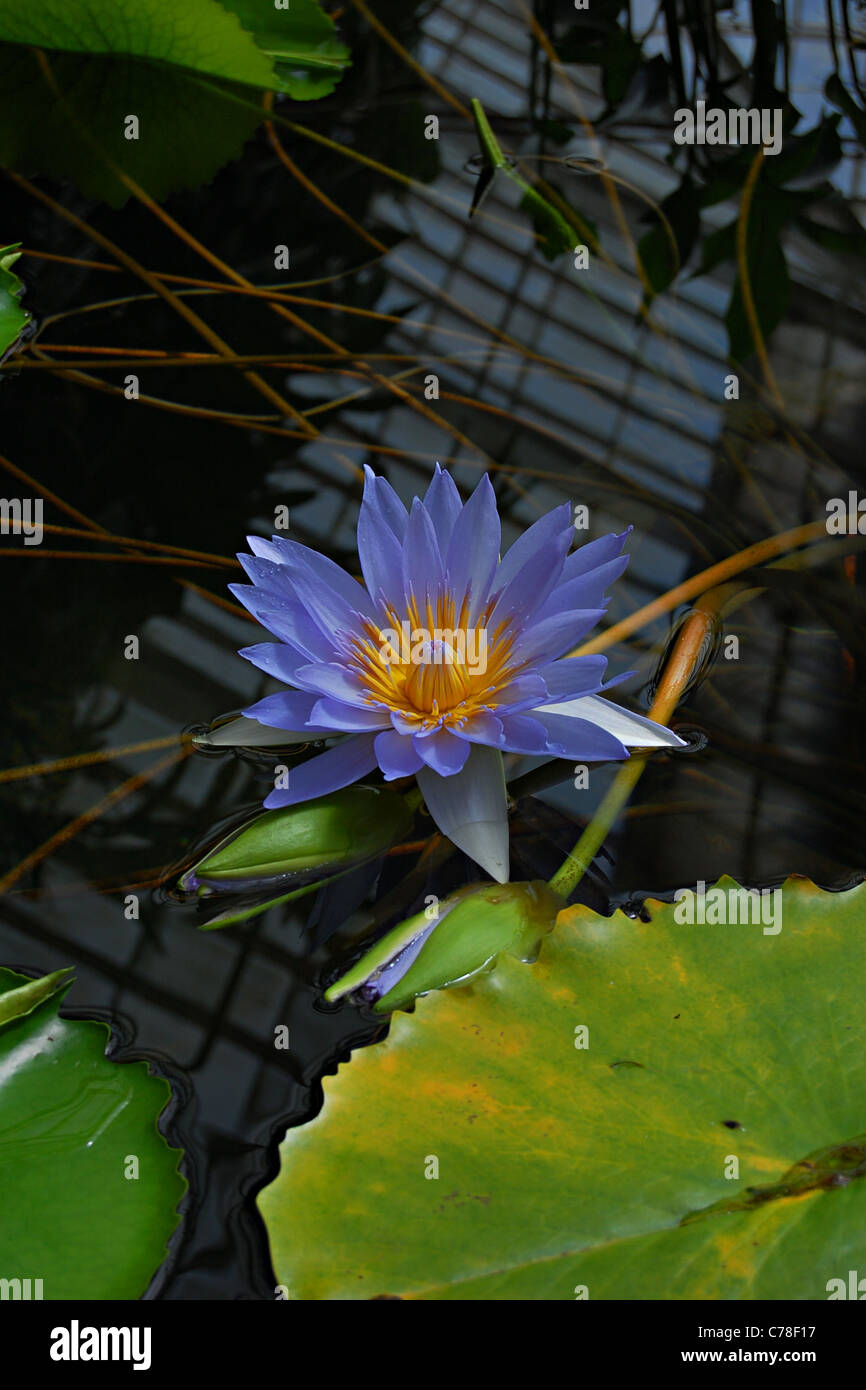 Amazon lily hi-res stock photography and images - Alamy