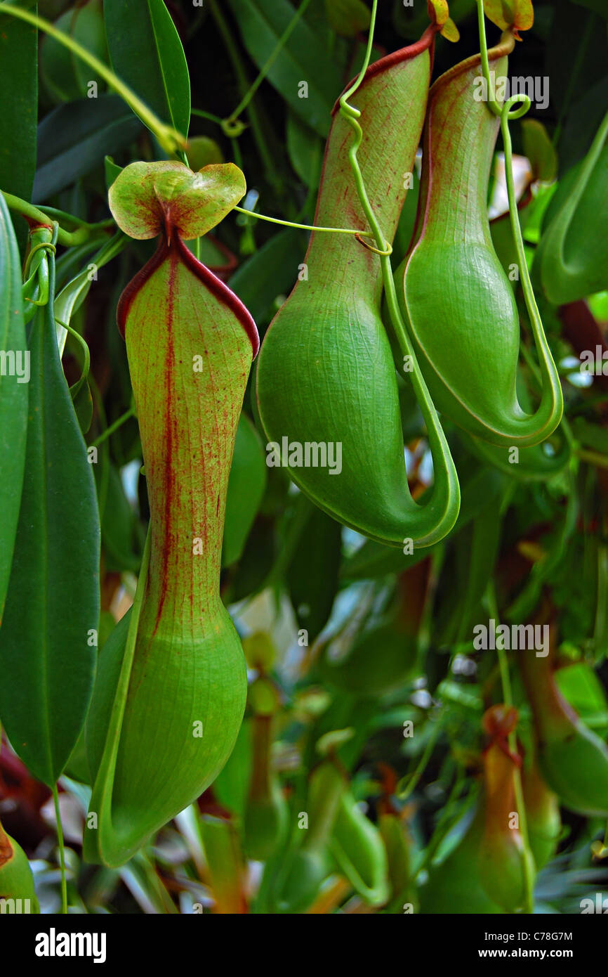 Nepenthe Pitcher Plant, Conservatory of Flowers, Golden Gate Park, San ...
