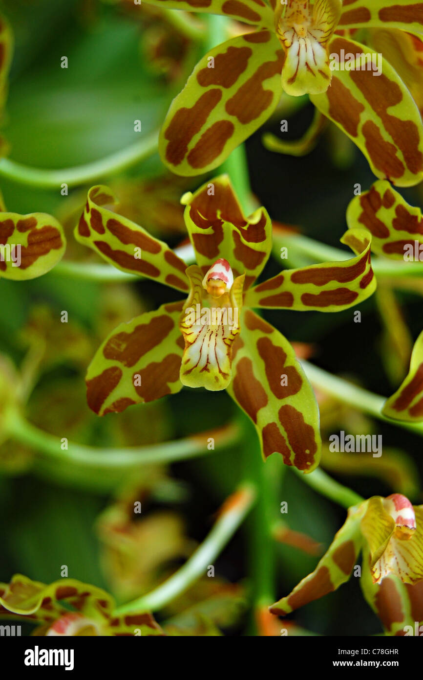 Orchid, Conservatory of Flowers, Golden Gate Park, San Francisco ...