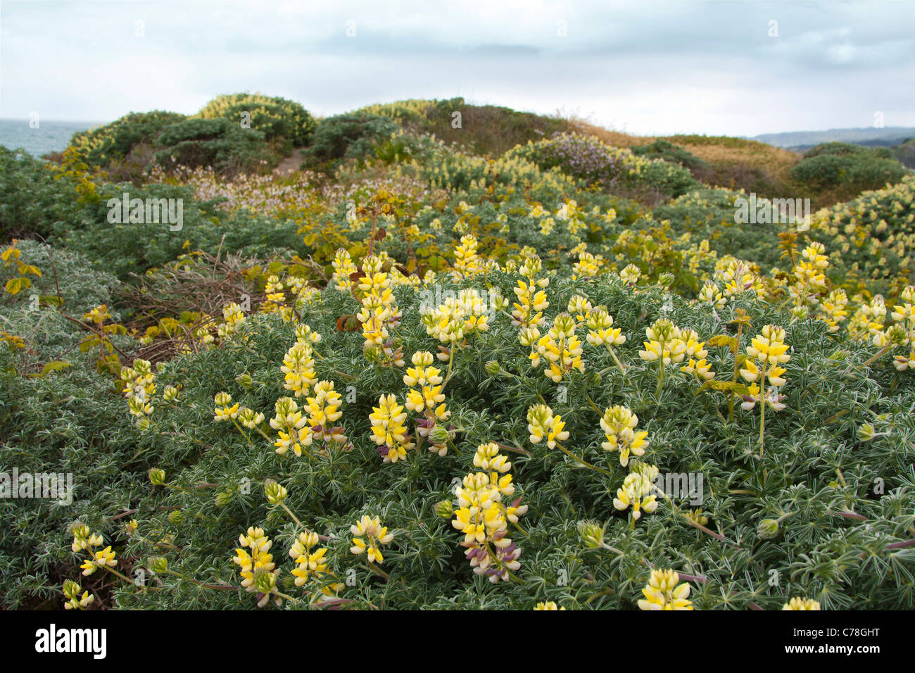 Coastal bush lupine hi-res stock photography and images - Alamy