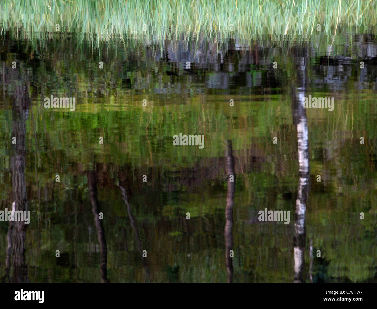 Trees reflected in Skomakerdiket lake, Mt Fløyen, Bergen, Norway Stock ...