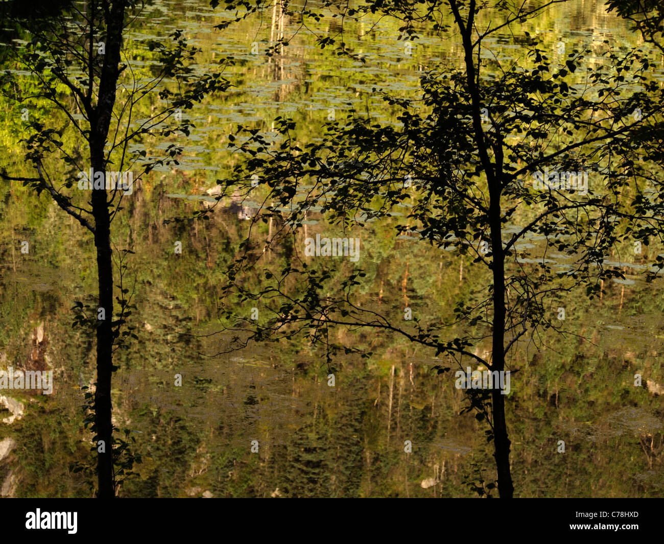 Trees by Skomakerdiket lake, Mt Fløyen, Bergen, Norway Stock Photo - Alamy