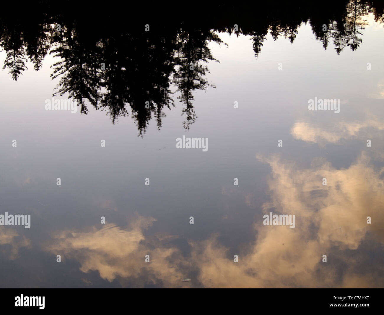 Reflection of pine trees and sunset clouds in Skomakerdiket lake, Mt ...