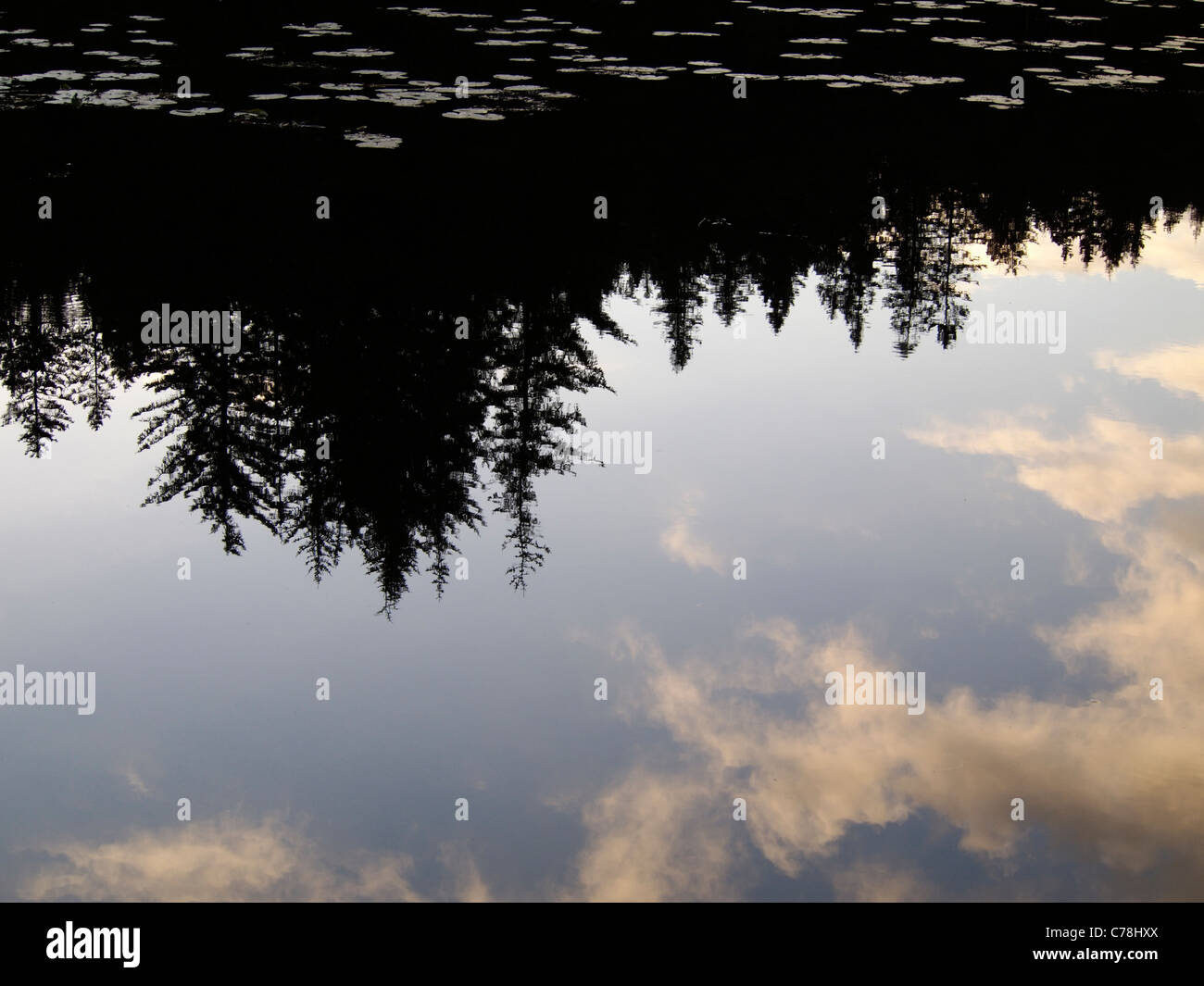 Reflection of pine trees and sunset clouds in Skomakerdiket lake, Mt ...