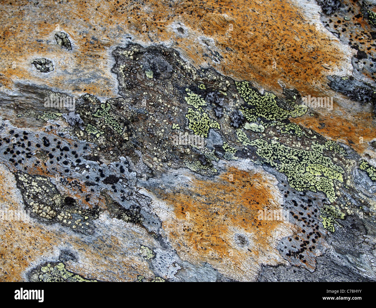 Lichen on rock near Finse, Norway Stock Photo - Alamy