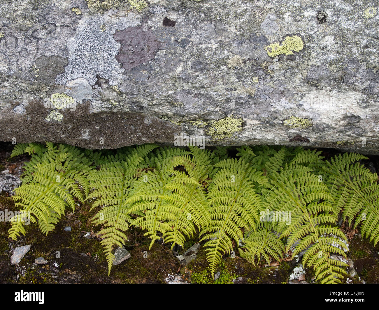 Ferns beneath boulder, Skarvheimen, Norway Stock Photo - Alamy