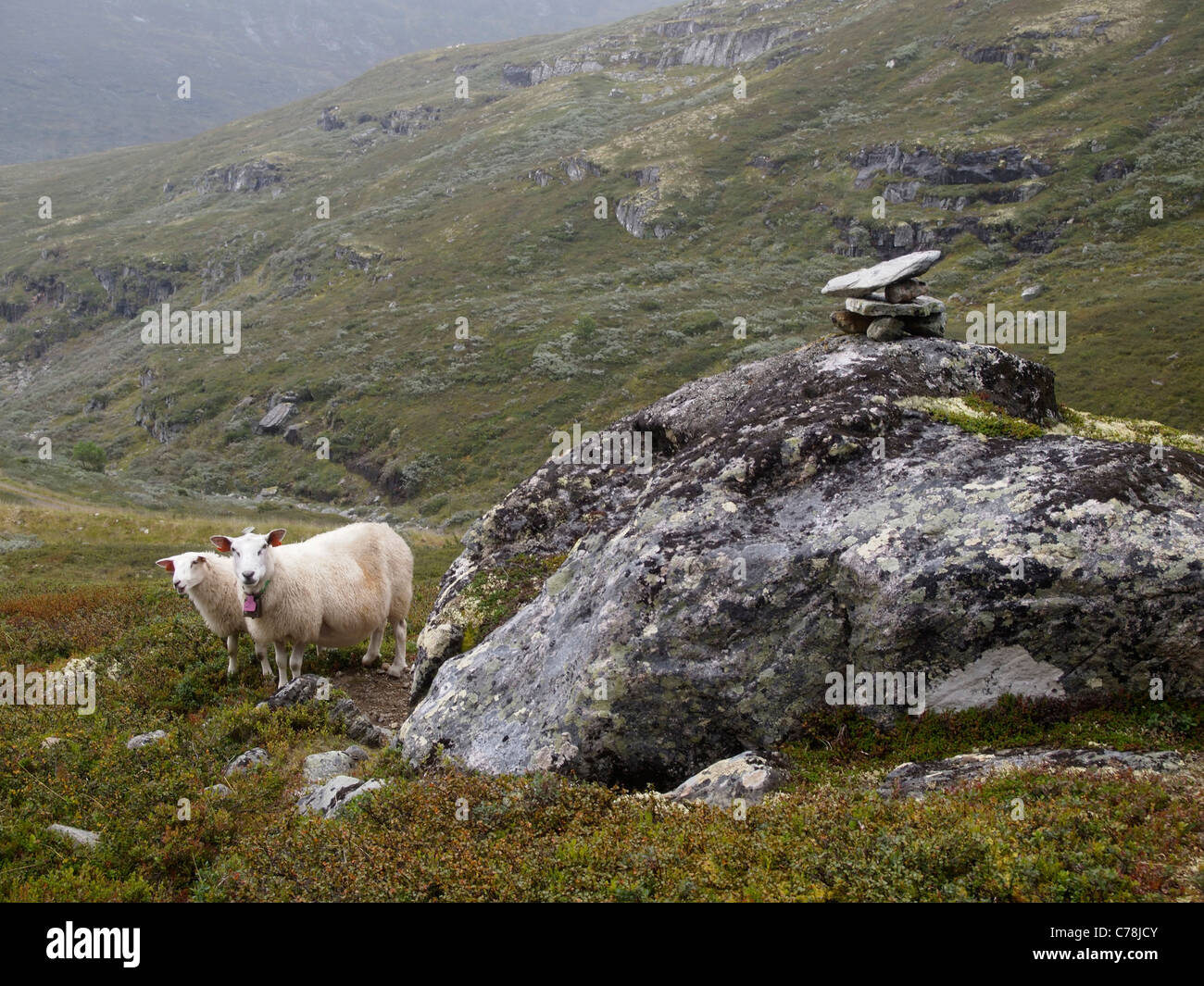 Norway sheep hi-res stock photography and images - Alamy